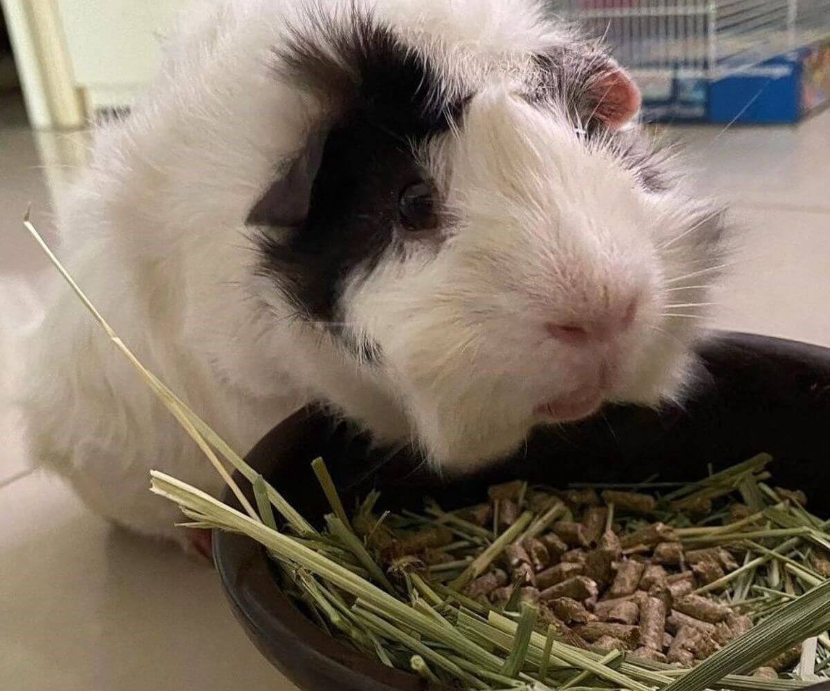 Cuy Peruano: Descubre su Historia, Sabores y Tradiciones en la Cultura ...