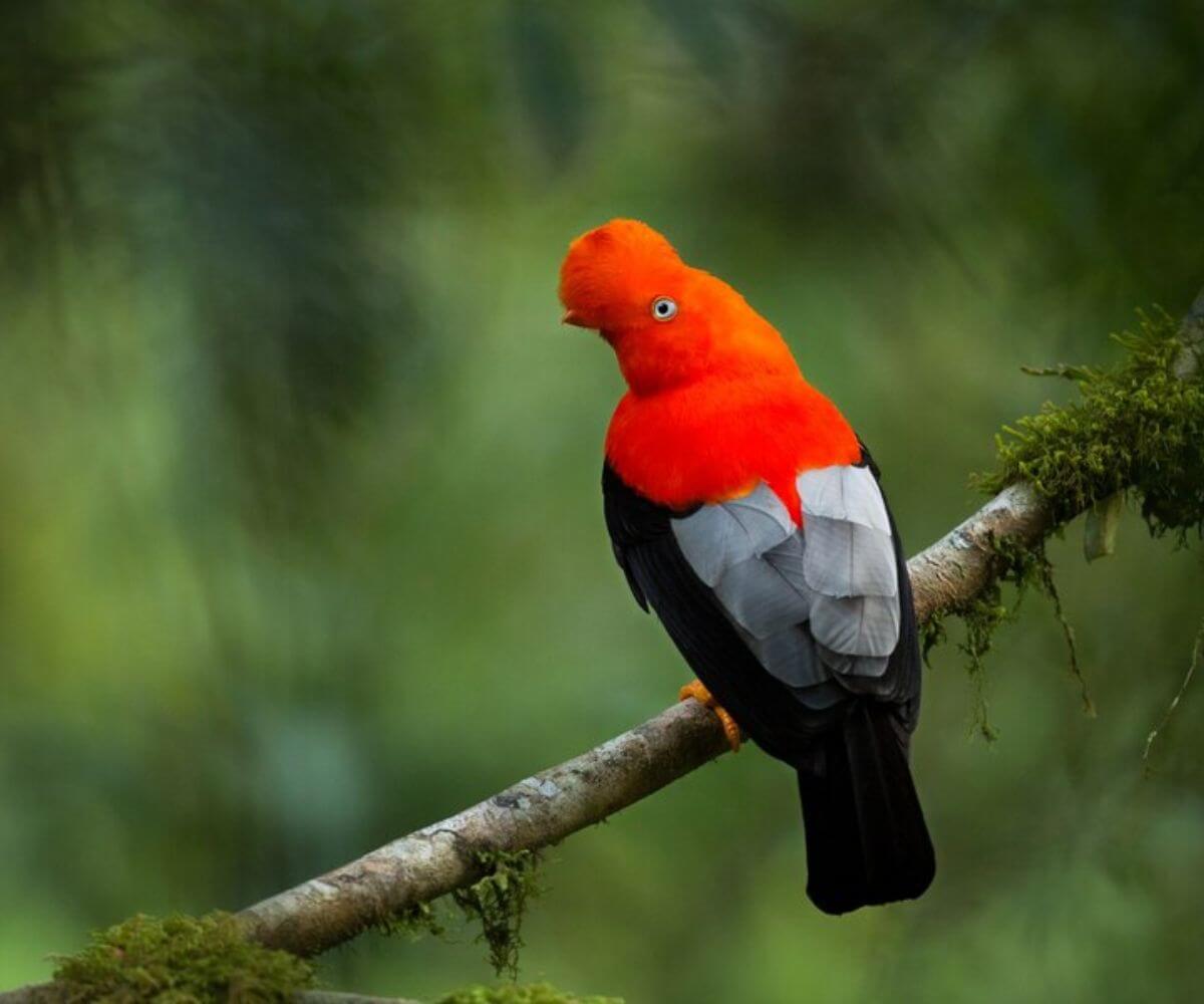 Coq-de-roche: informations complètes sur le Rupicola peruvianus ...