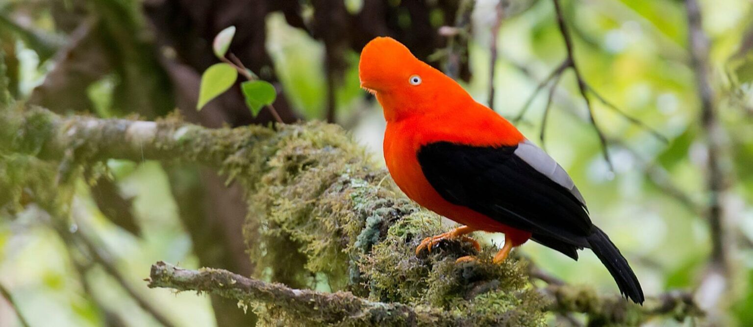 Gallito de las rocas: información completa sobre el rupicola peruvianus | Terandes 2025