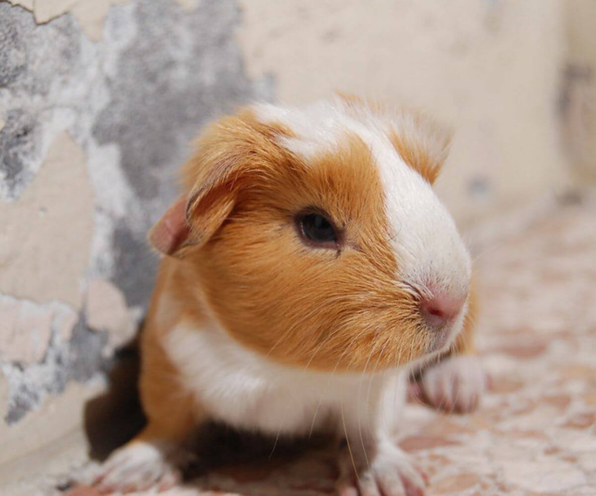 Cuy Peruano: Descubre su Historia, Sabores y Tradiciones en la Cultura Andina | Terandes 2025