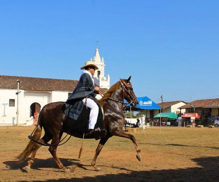 Peruvian Paso Horse: An Iconic Breed That Conquers the World | Terandes ...