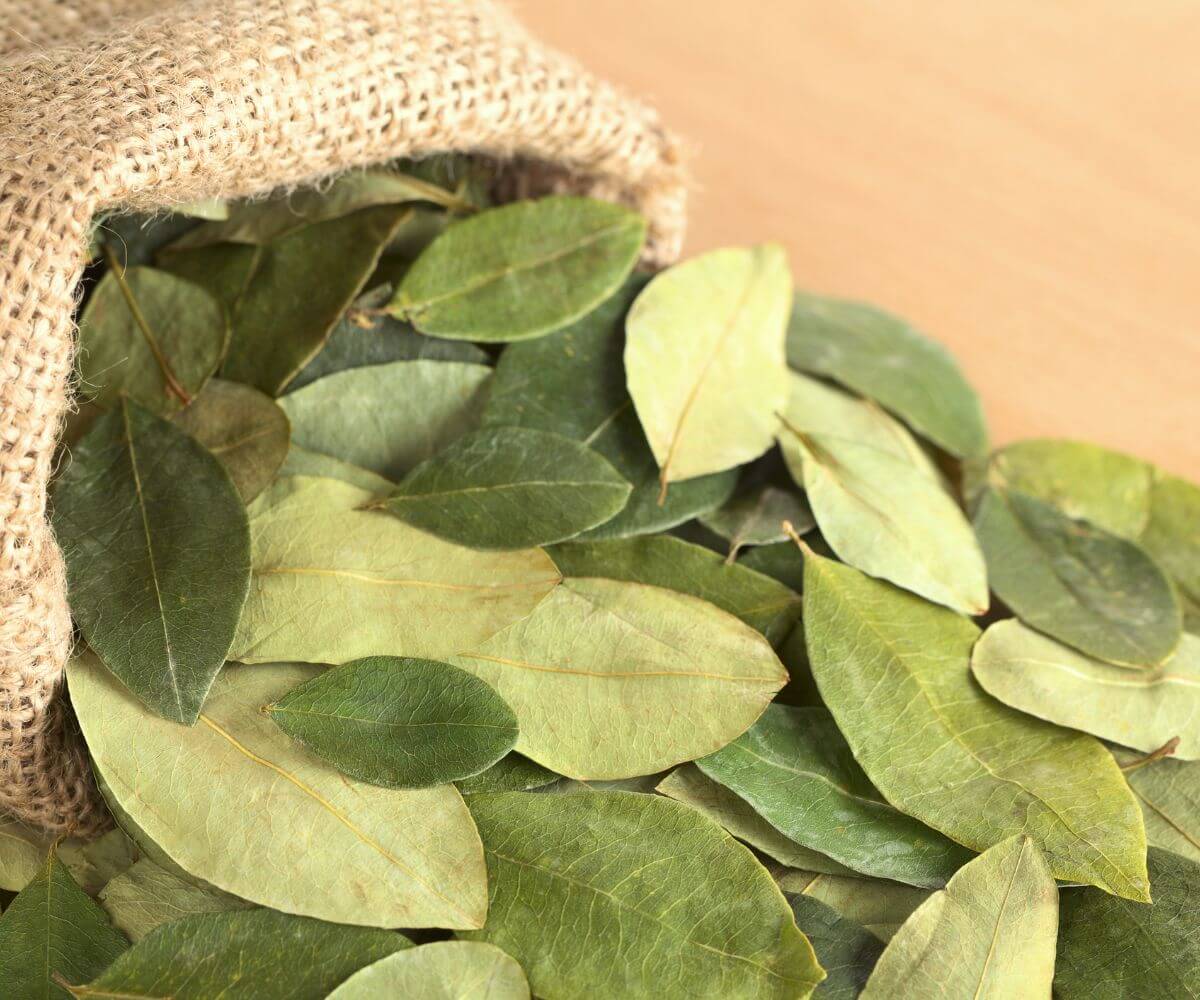 ¿Qué es la hoja de Coca? | Terandes 2025