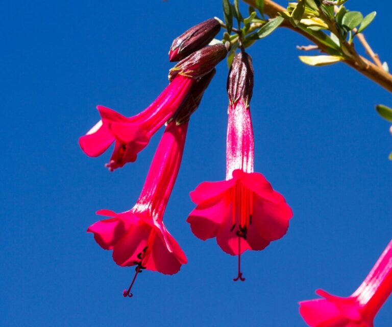 The Cantuta Flower: Peru’s National Flower and Andean Symbol